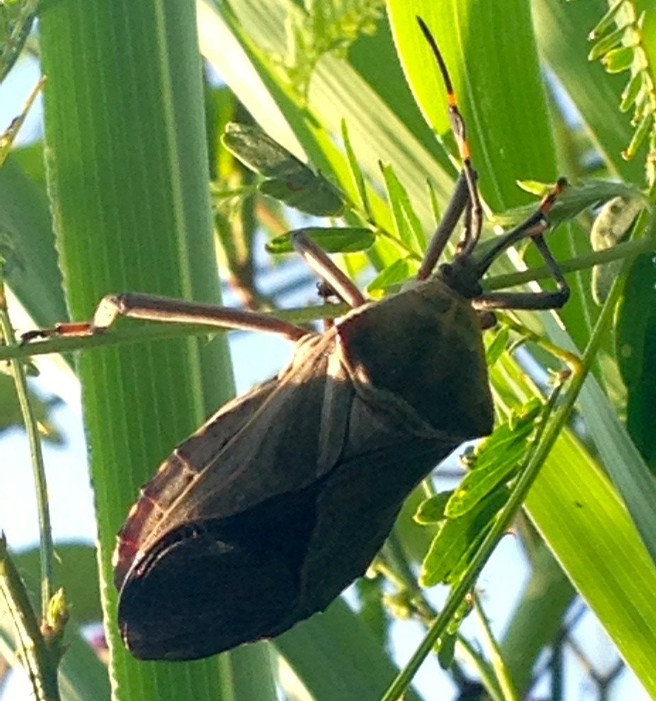 Chinche (Pachylis nervosus) - Picture Insect
