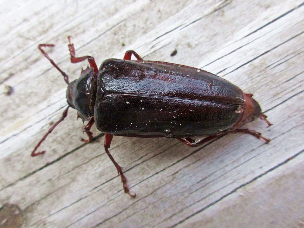 Prionus pocularis (Prionus pocularis) - Picture Insect