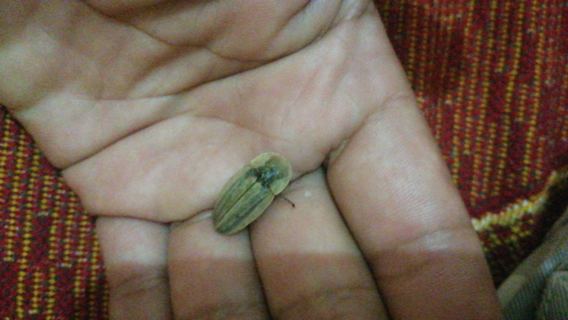 Lepidiota stigma (Lepidiota stigma) - Picture Insect