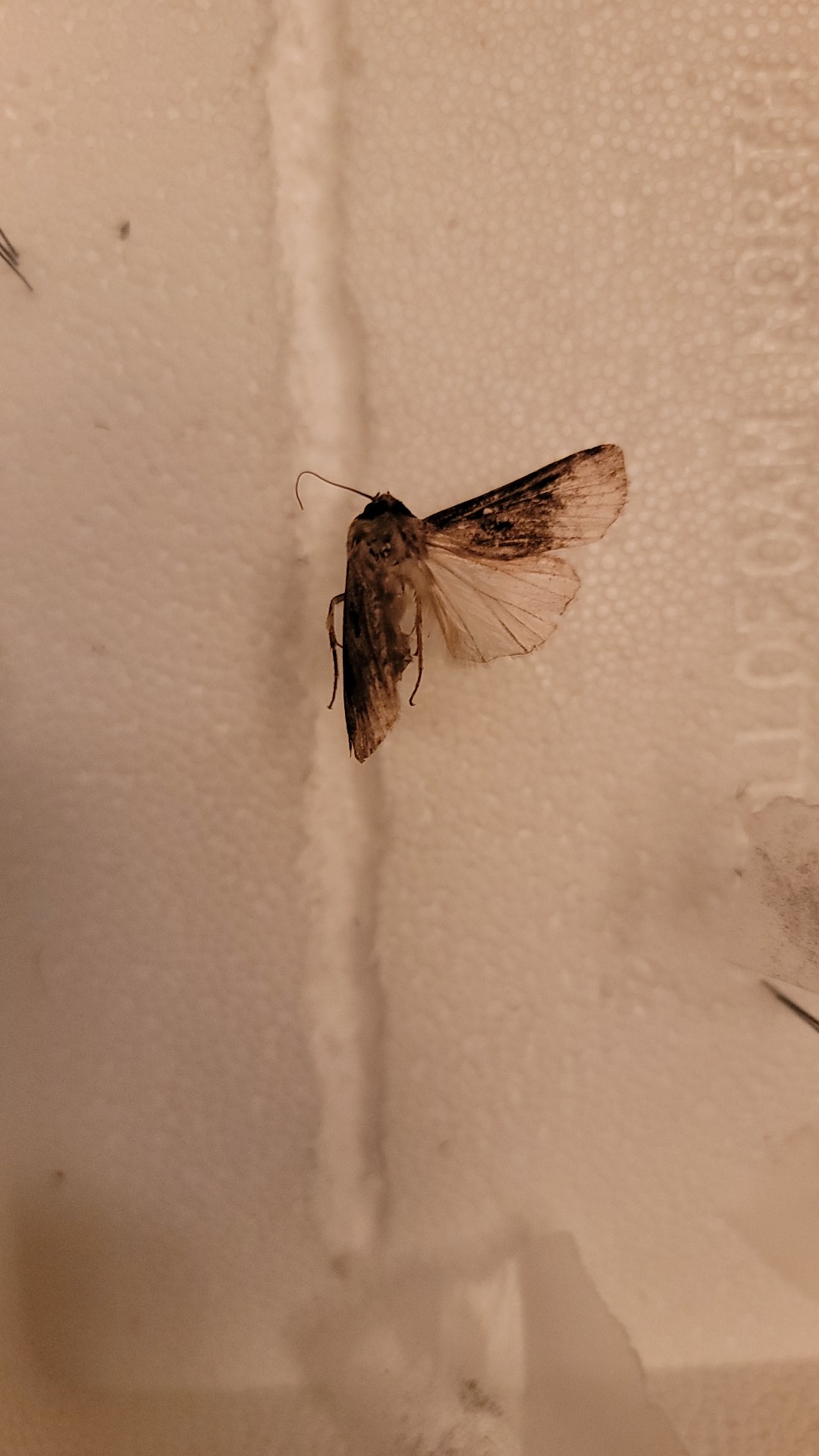 Agrotis malefida (Agrotis malefida) - Picture Insect