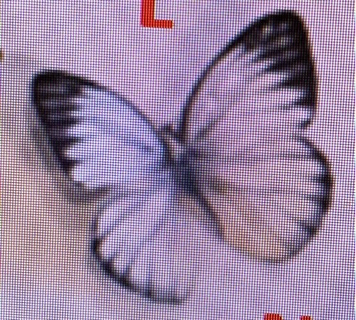 Delias periboea (Delias periboea) - Picture Insect