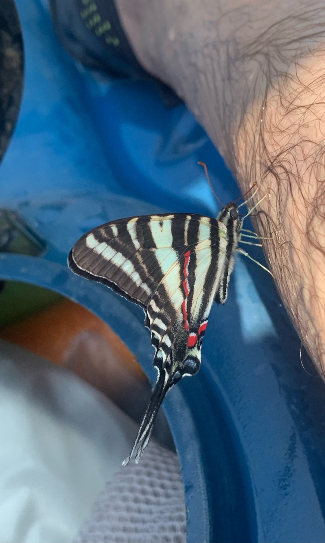 Protographium (Protographium) - Picture Insect