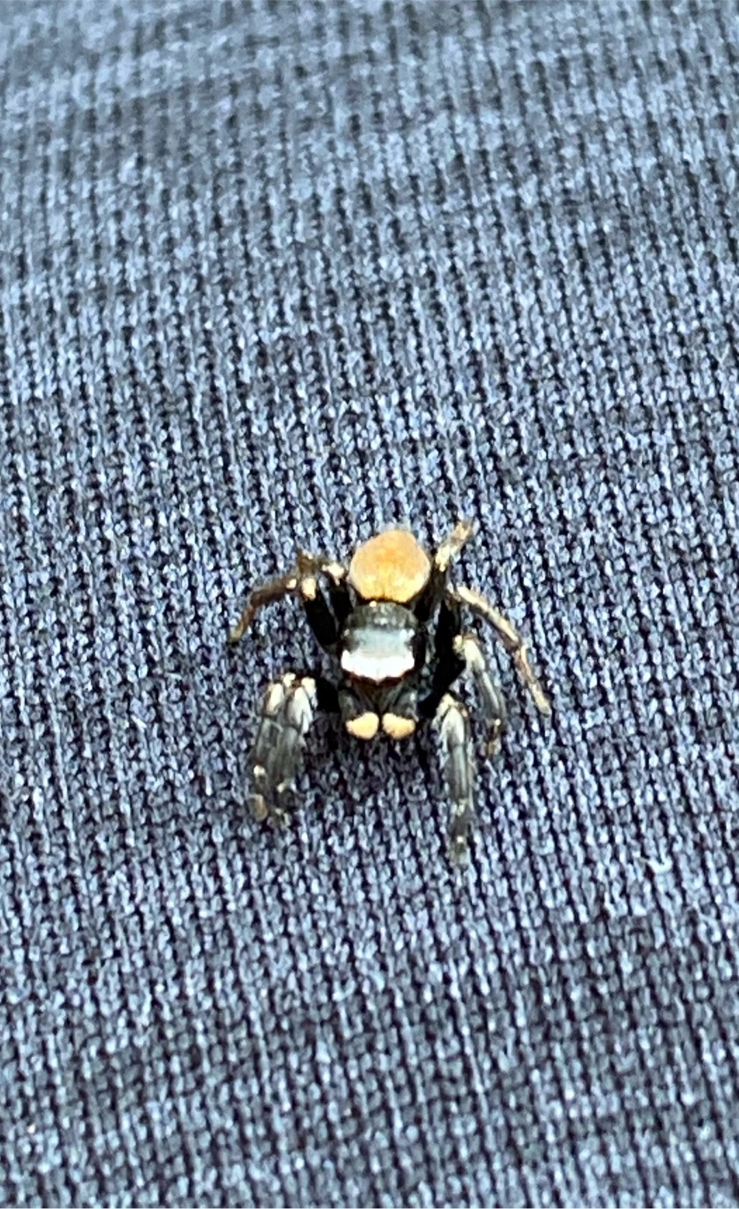 Evarcha (Evarcha) - Picture Insect