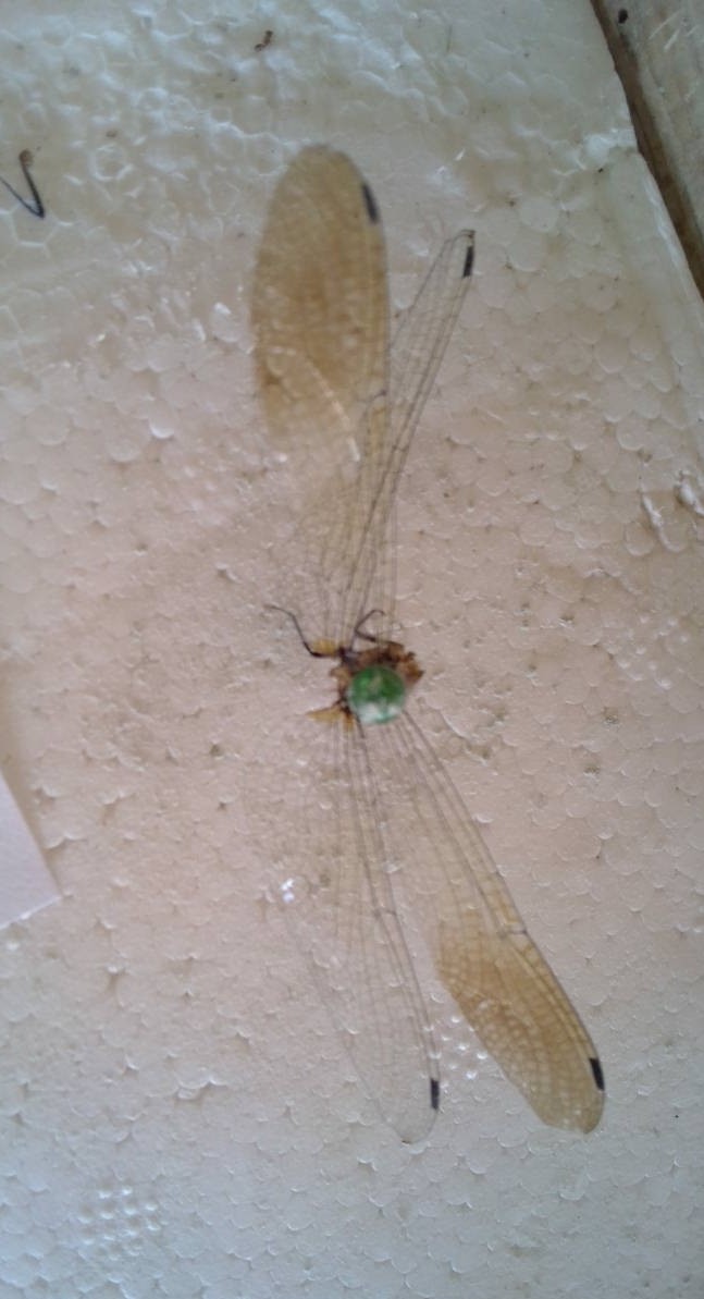 Somatochlora linearis (Somatochlora linearis) - Picture Insect