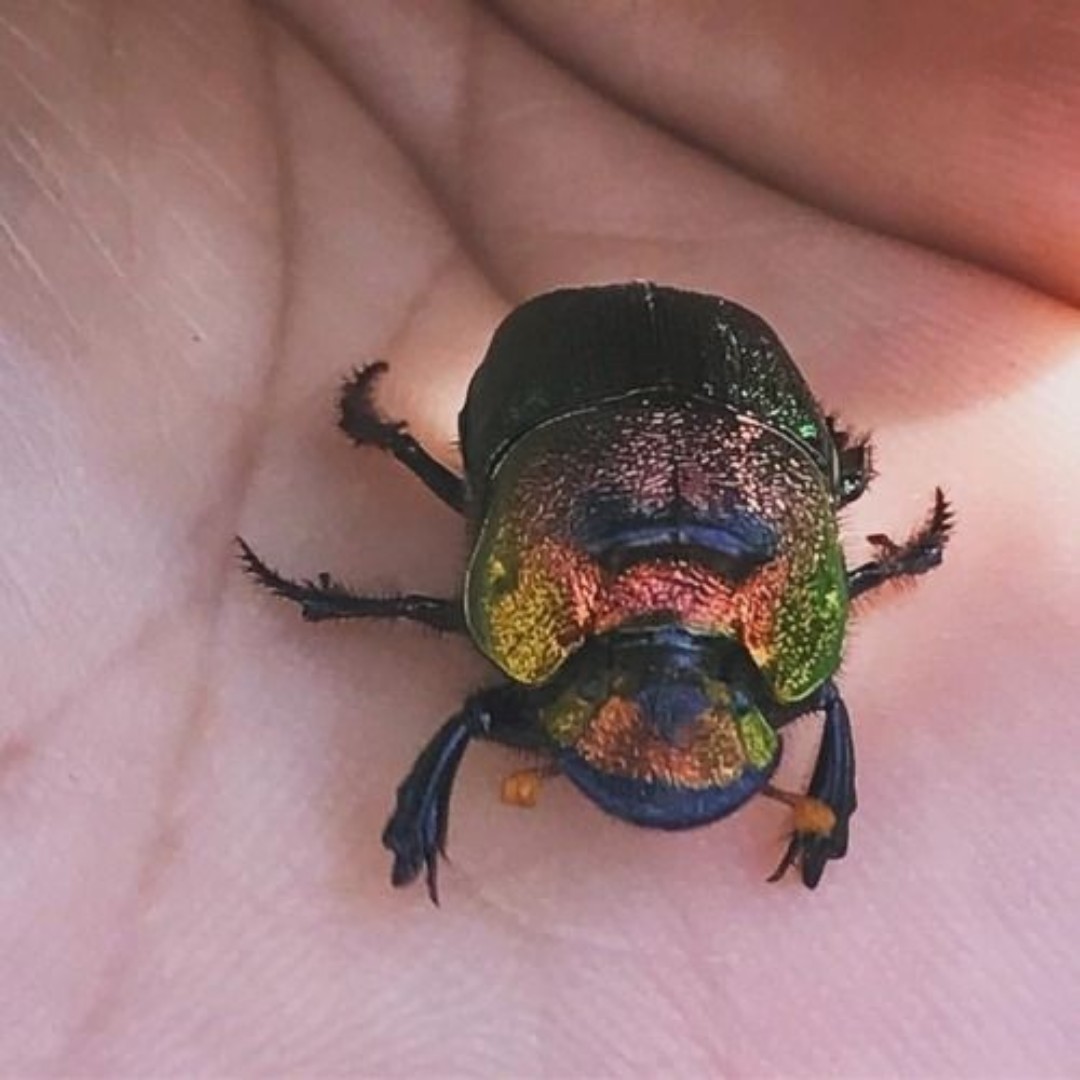 Escarabajos arcoiris (Phanaeus) - Picture Insect