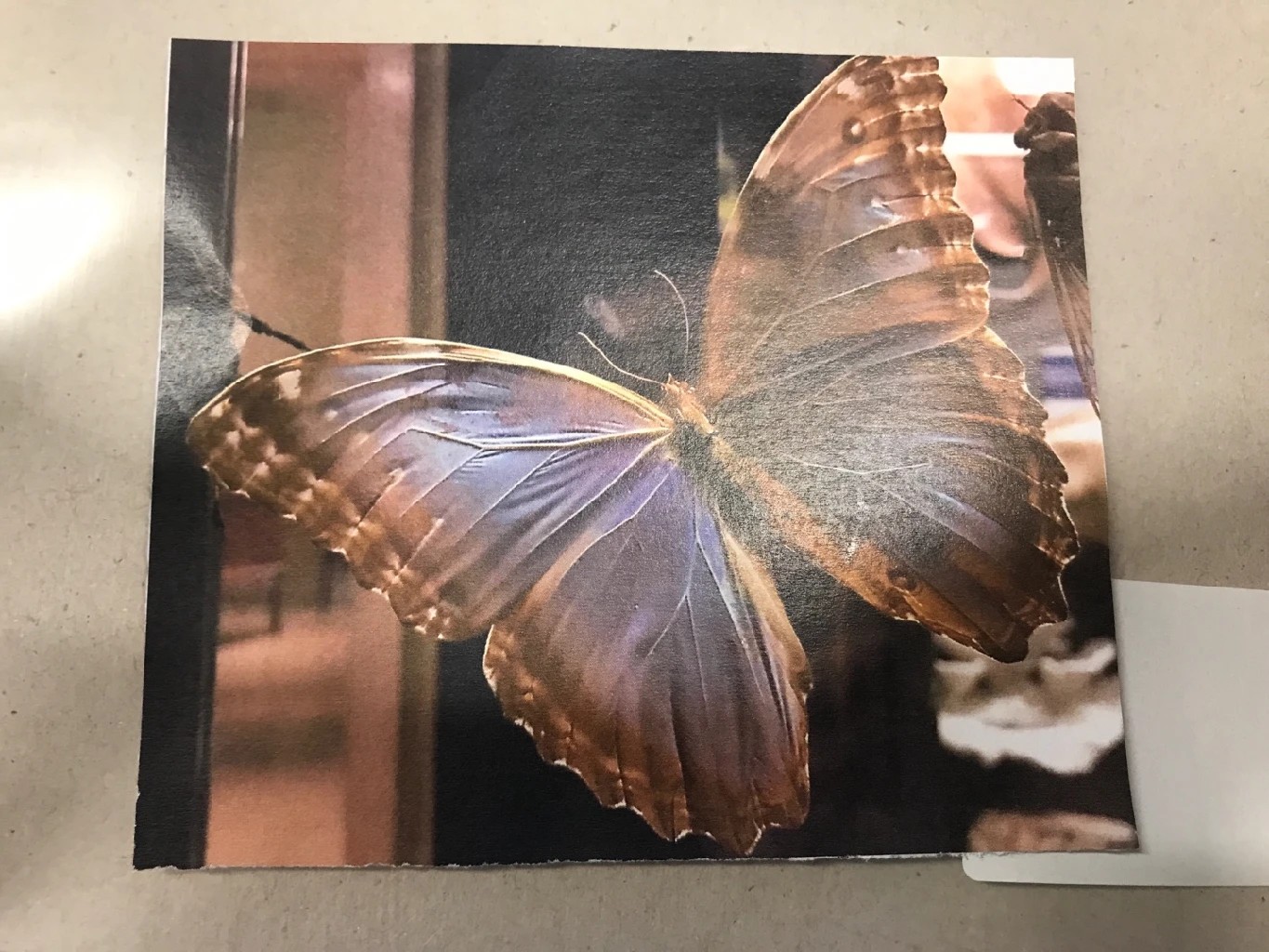 Morpho telemachus (Morpho telemachus) - Picture Insect