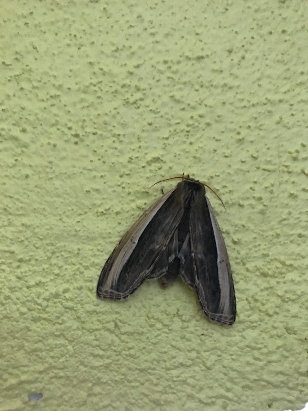 Sphinx drupiferarum (Sphinx drupiferarum) - Picture Insect