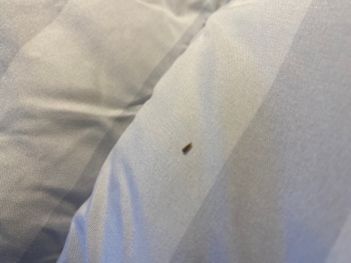 Agalliopsis cervina (Agalliopsis cervina) - Picture Insect