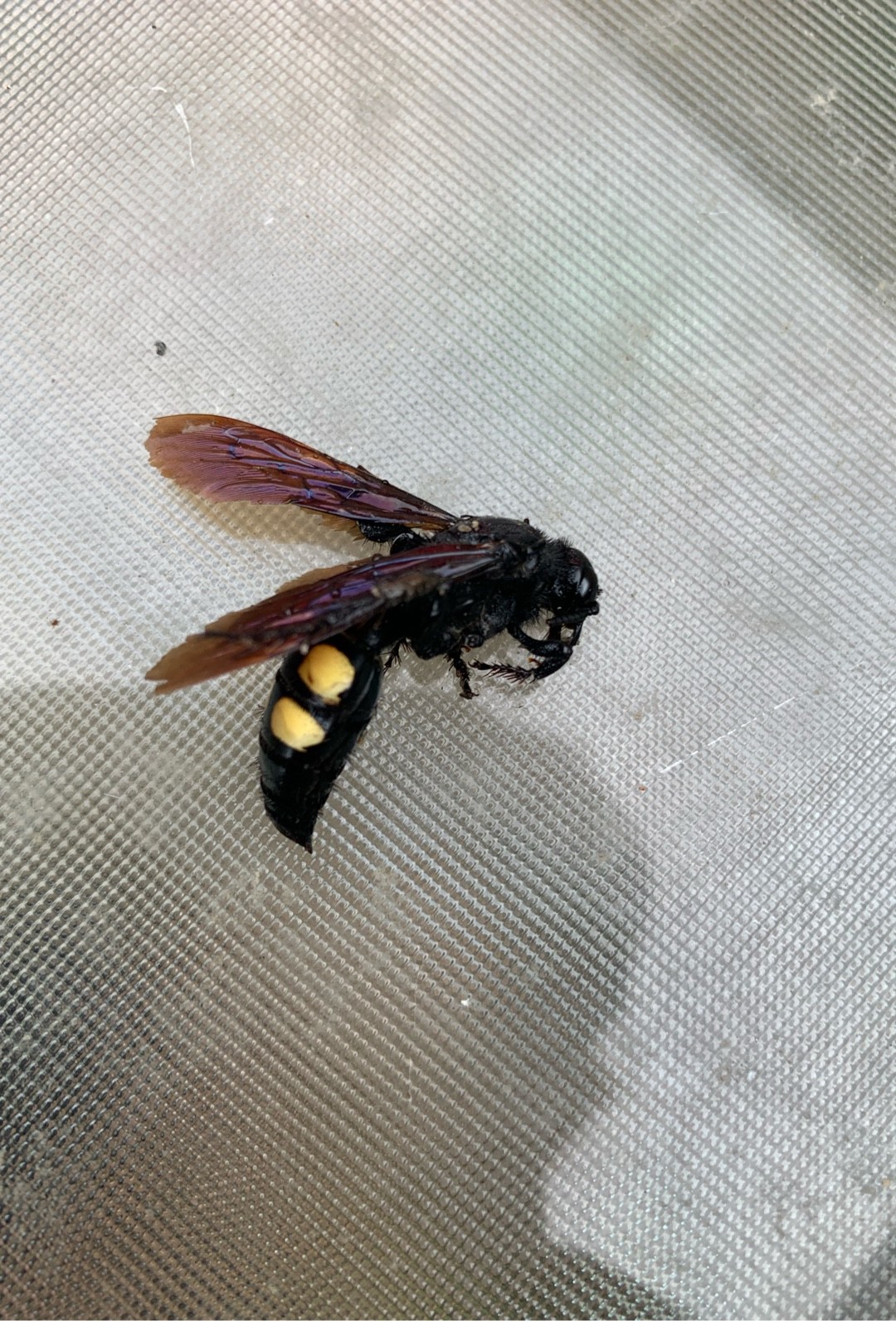 Avispa caza escarabajos de cuatro manchas (Pygodasis quadrimaculata ...