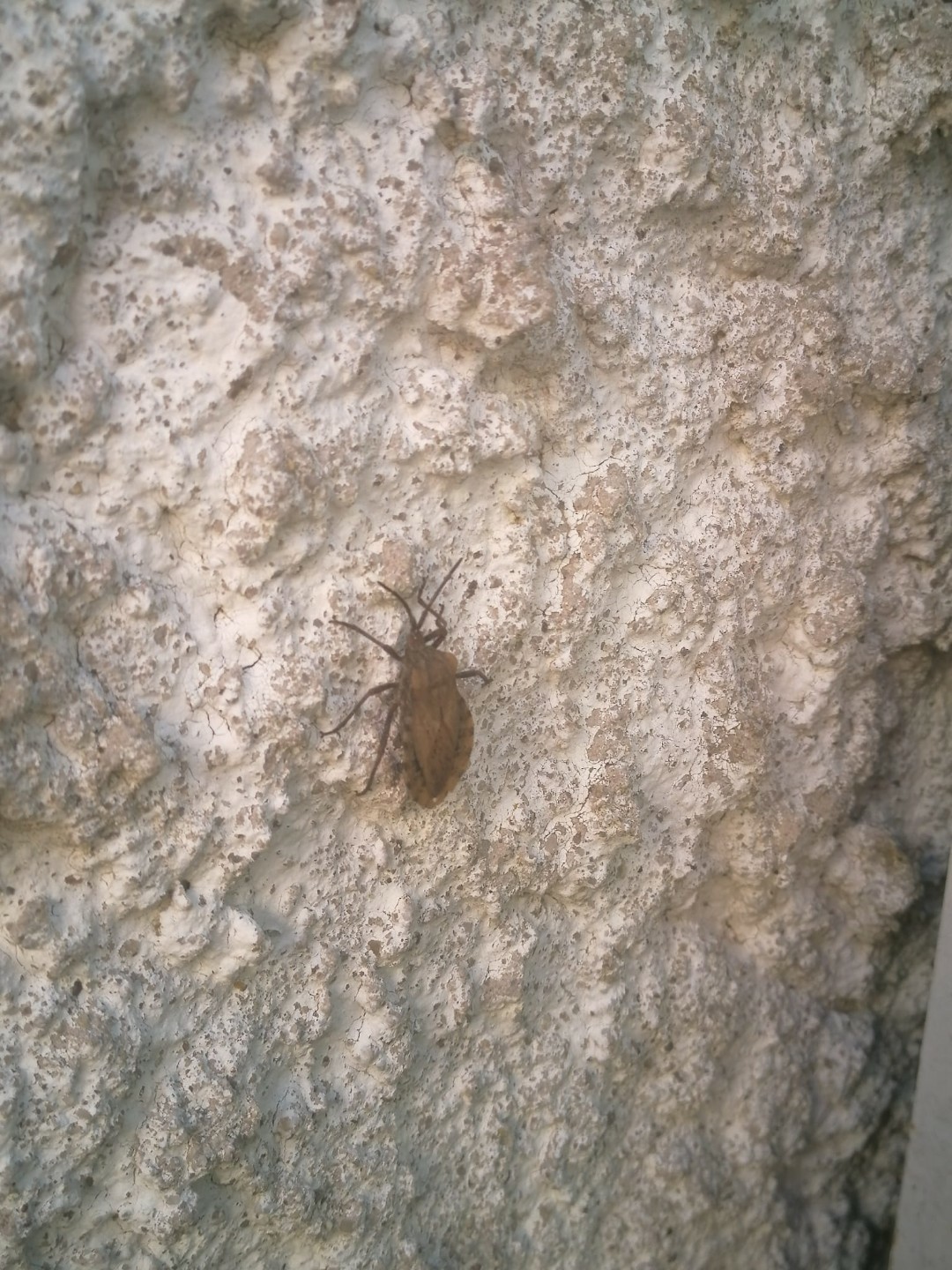 Chinche (Spartocera fusca) - Picture Insect