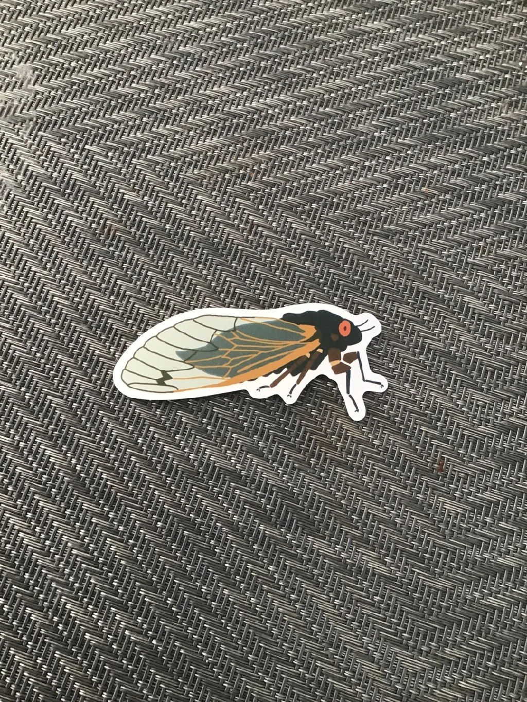 Tacua speciosa (Tacua speciosa) - Picture Insect