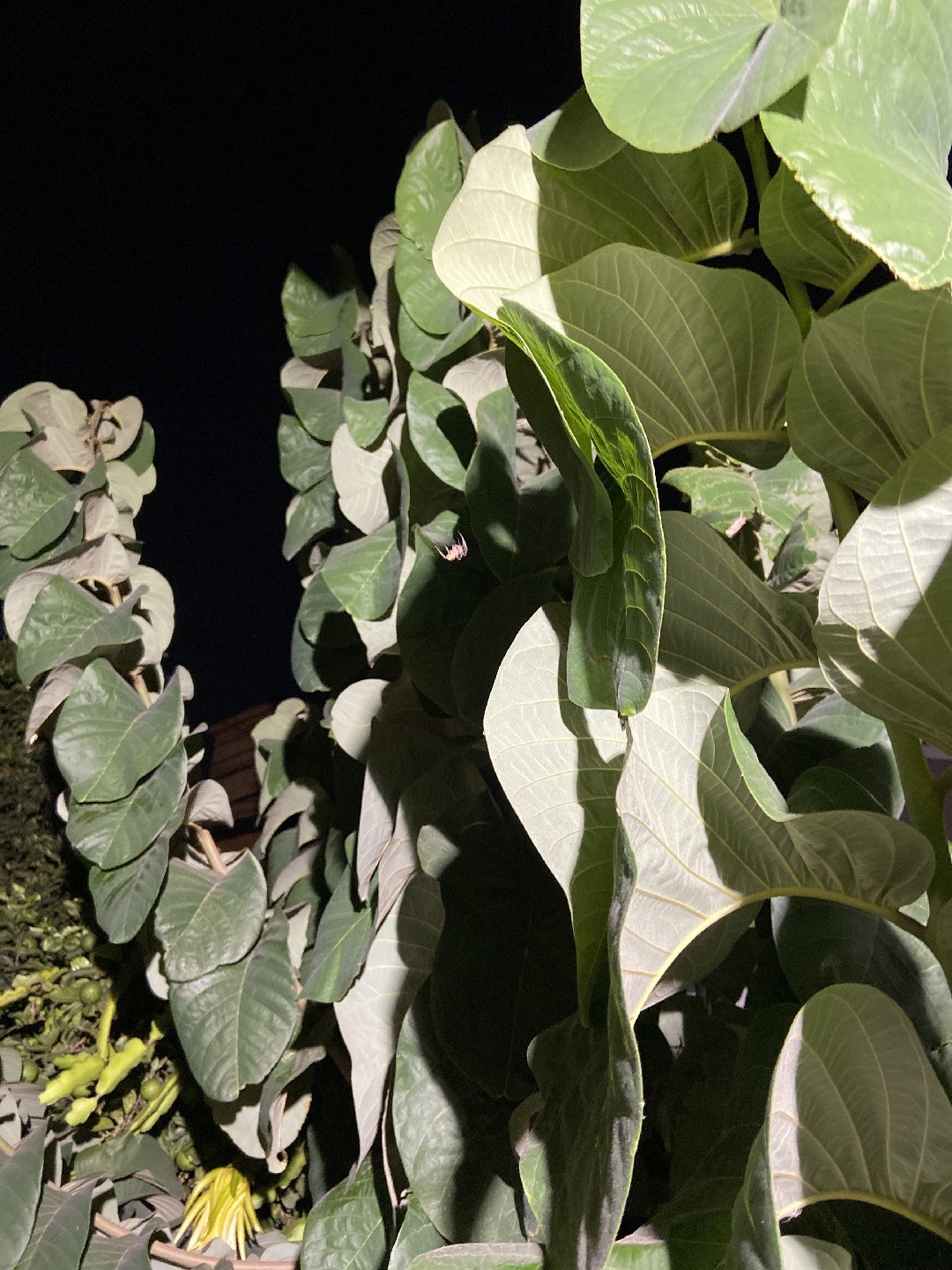 Callisphyris (Callisphyris) - Picture Insect