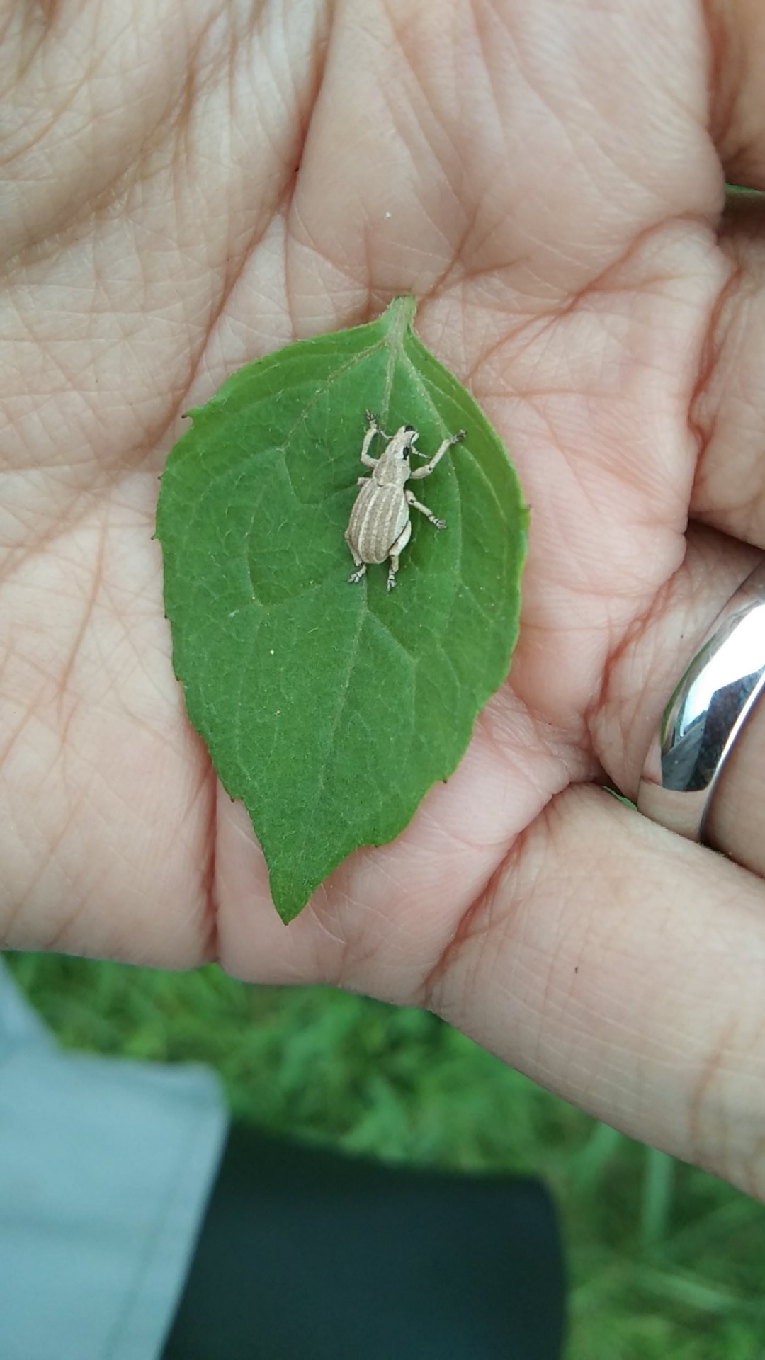 Episomus (Episomus) - Picture Insect