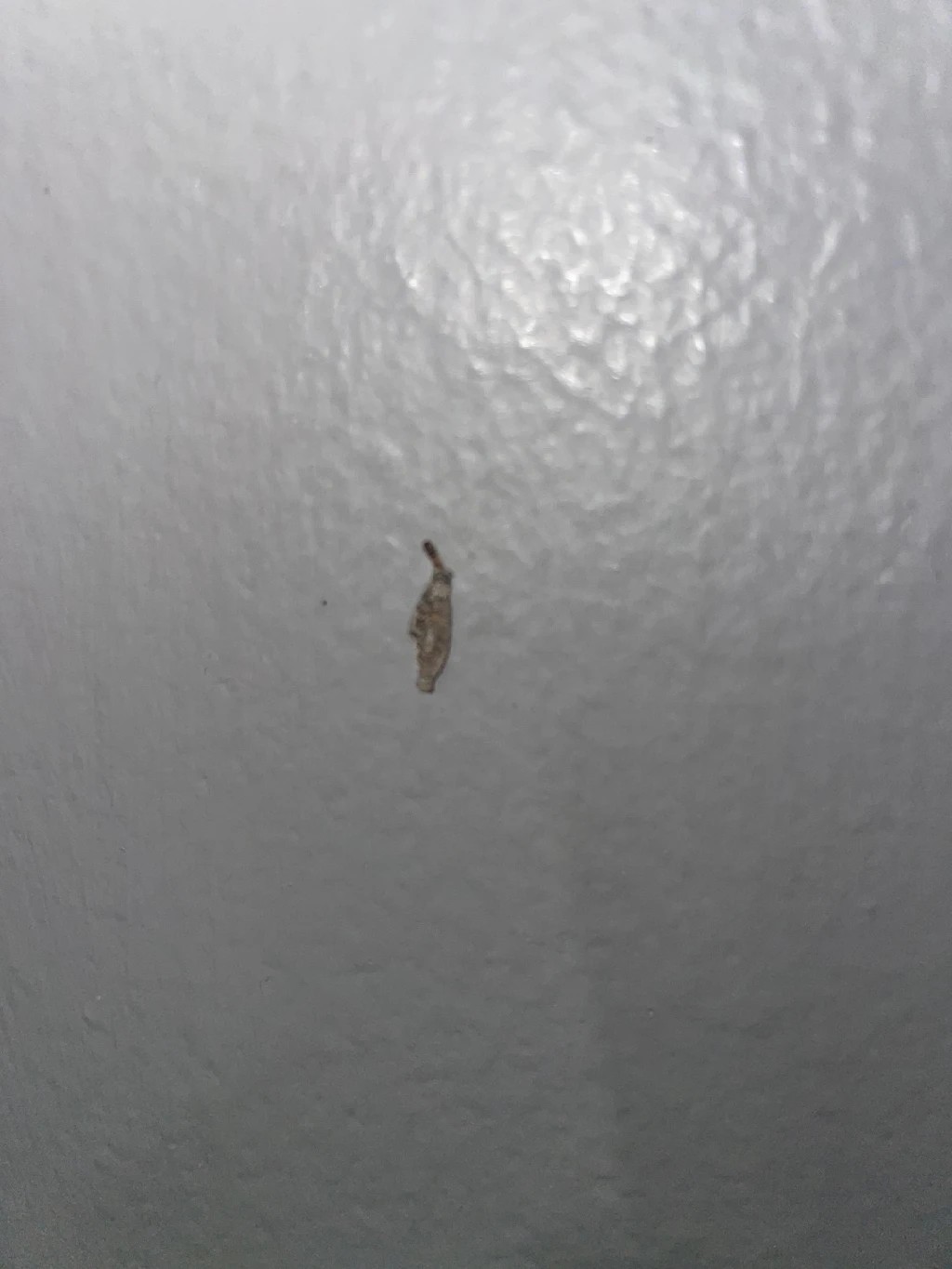 Ecdytolopha mana (Ecdytolopha mana) - Picture Insect