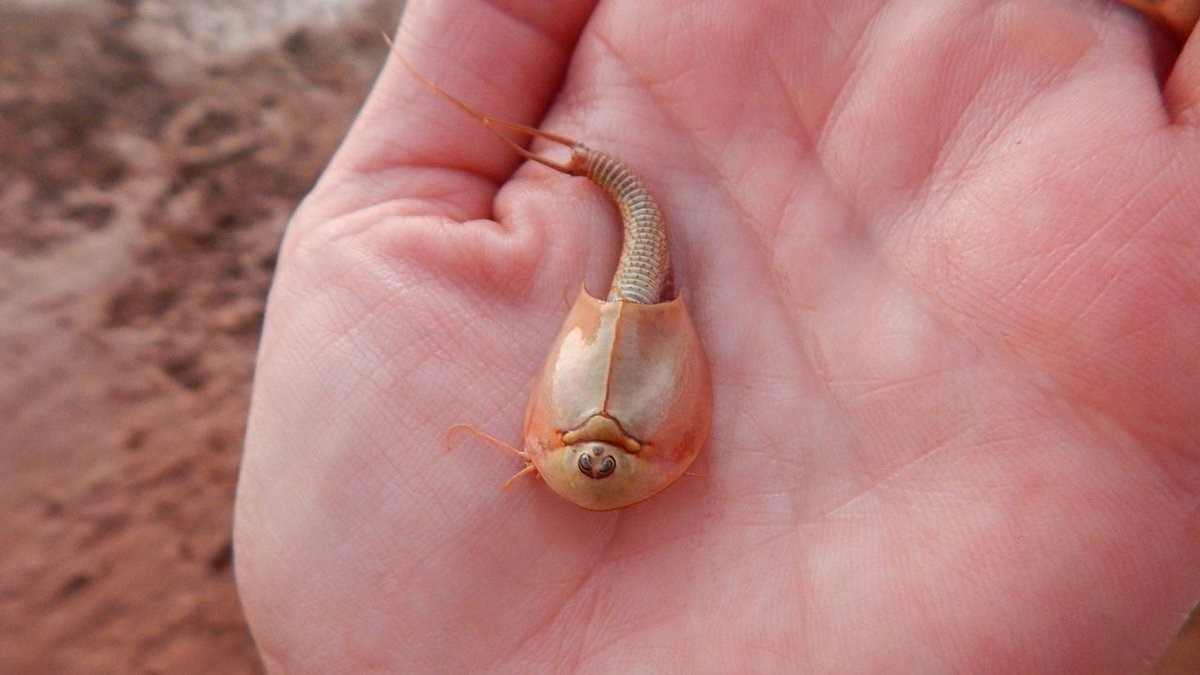 Tortuguetas (Triops cancriformis) - Picture Insect
