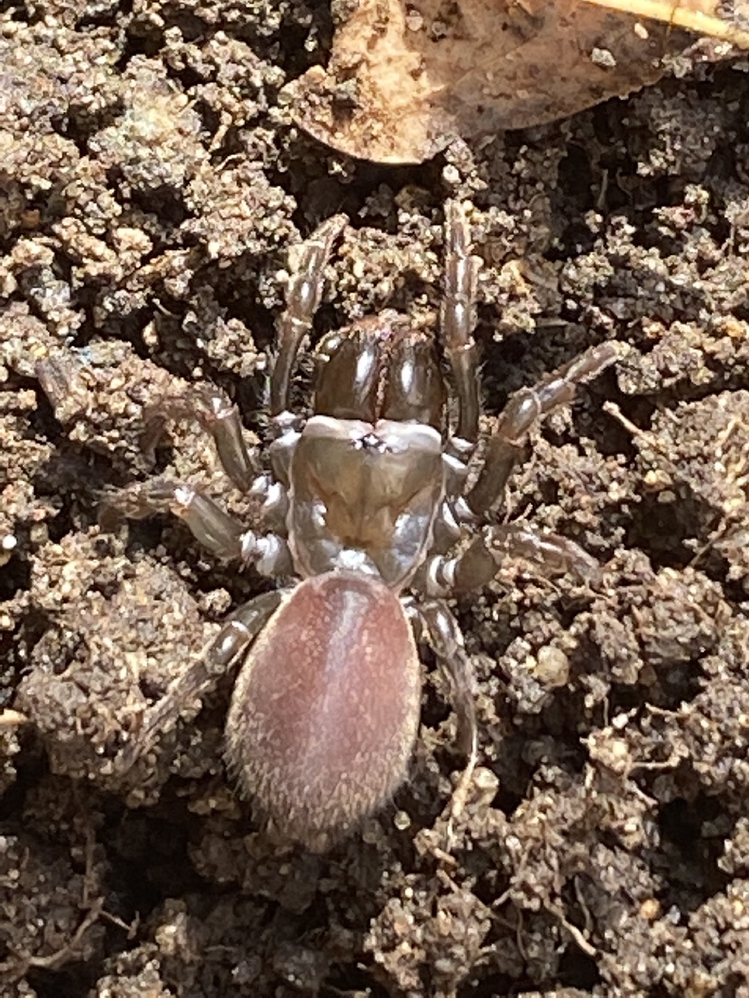 Atypus affinis (Atypus affinis) - Picture Insect