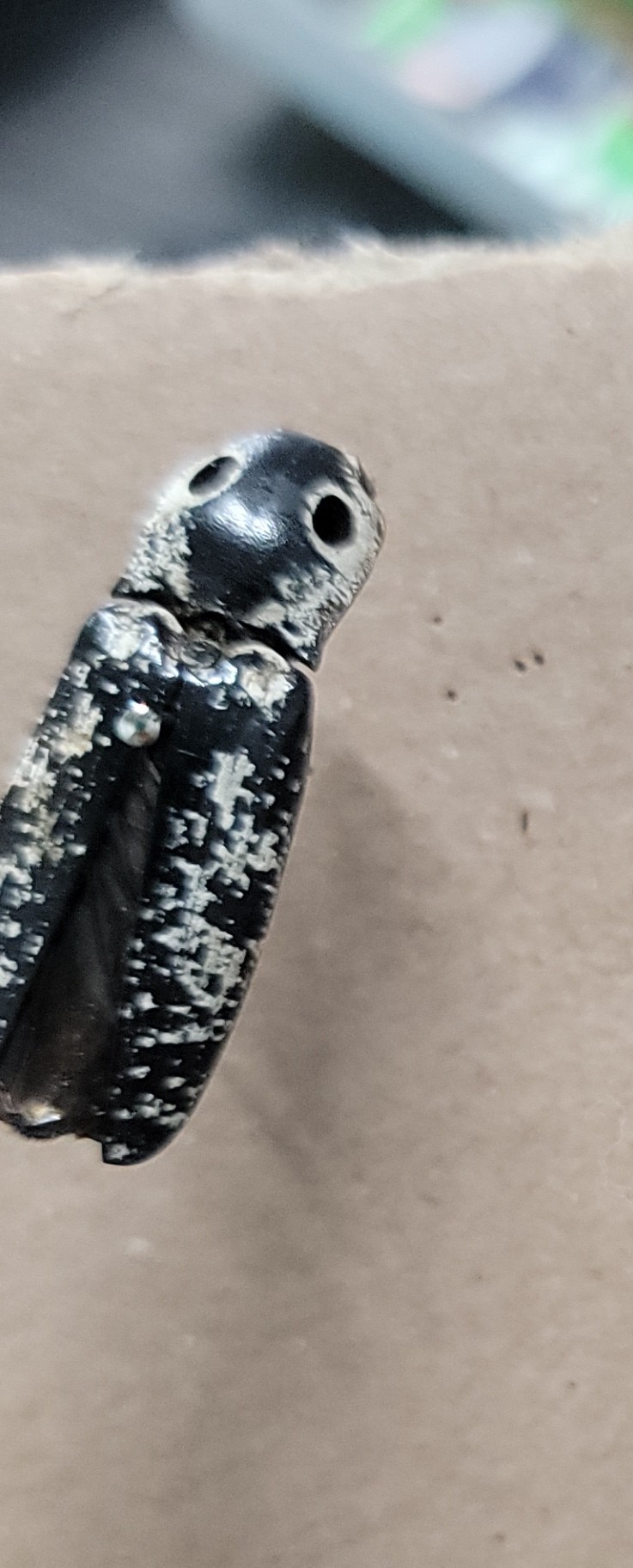 Alaus (Alaus) - Picture Insect