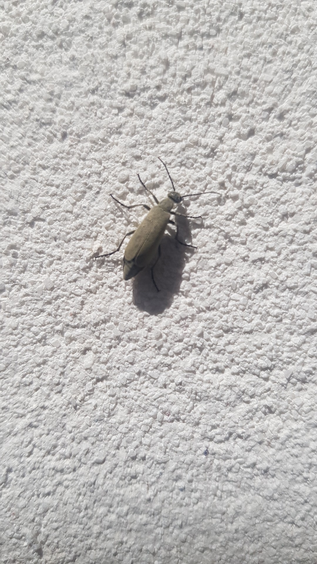 Pachyta armata (Pachyta armata) - Picture Insect