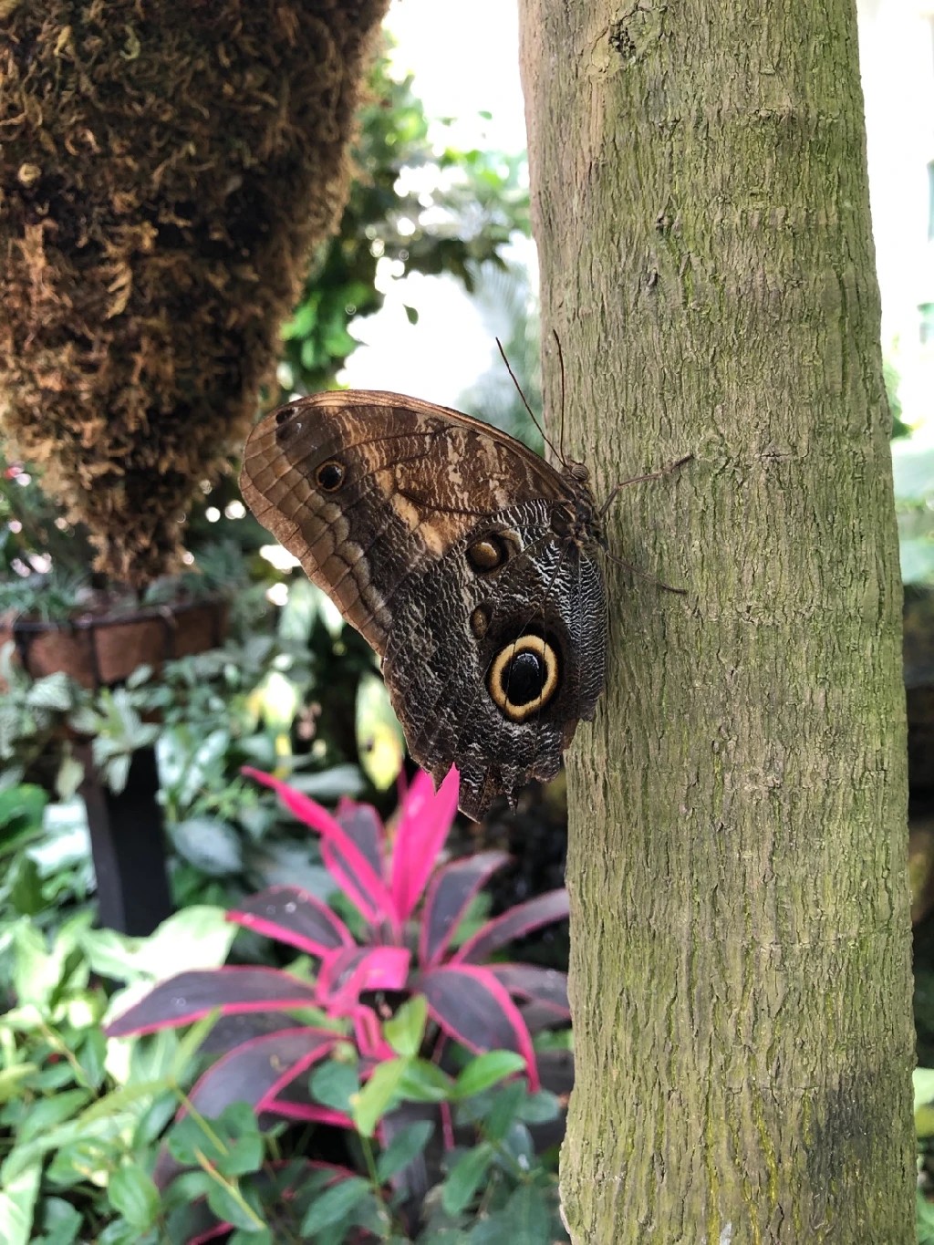 Caligo brasiliensis (Caligo brasiliensis) - Picture Insect