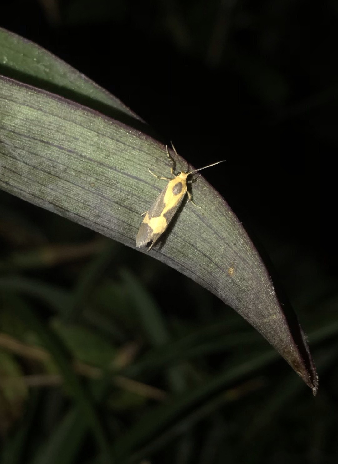 Cisthene (Cisthene) - Picture Insect