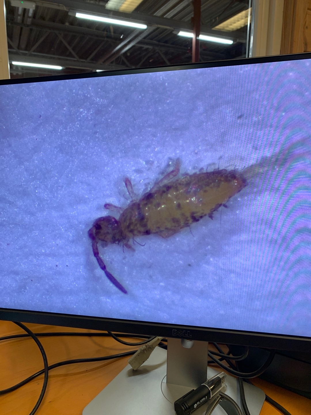 Isotomurus palustris (Isotomurus palustris) - Picture Insect