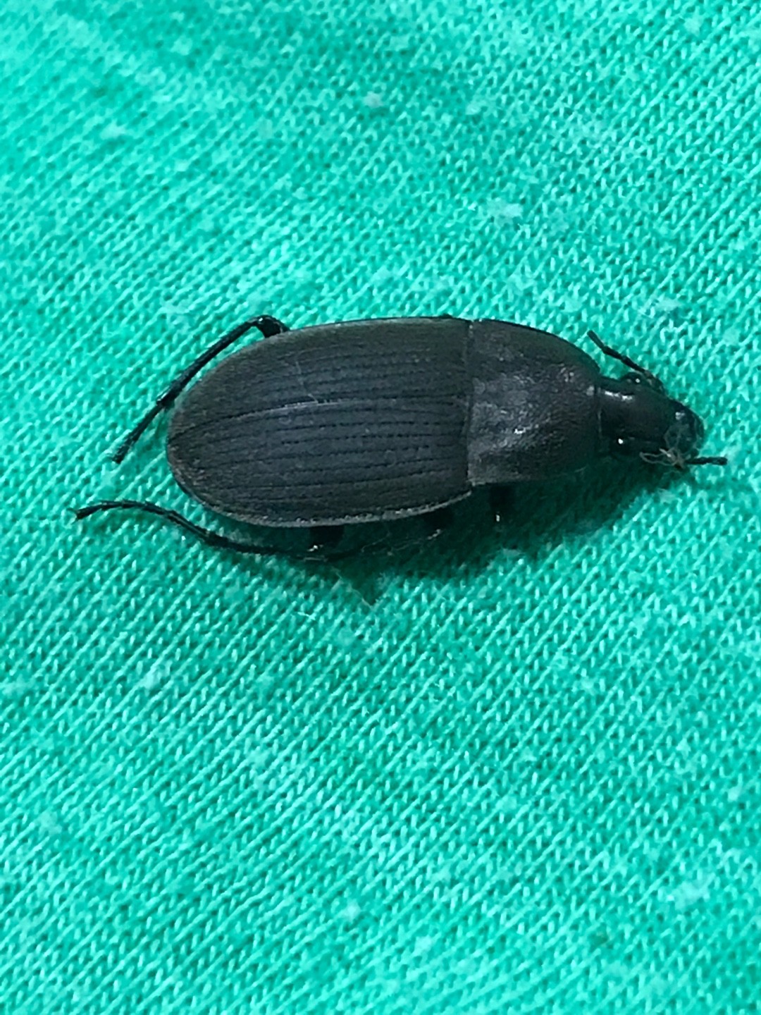 Triple-ridged darkling beetle (Eleodes tricostata) - Picture Insect