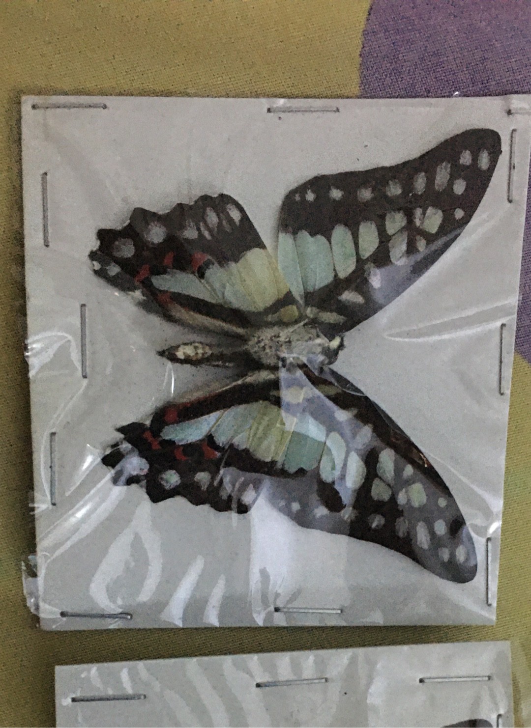 Graphium evemon (Graphium evemon) - Picture Insect