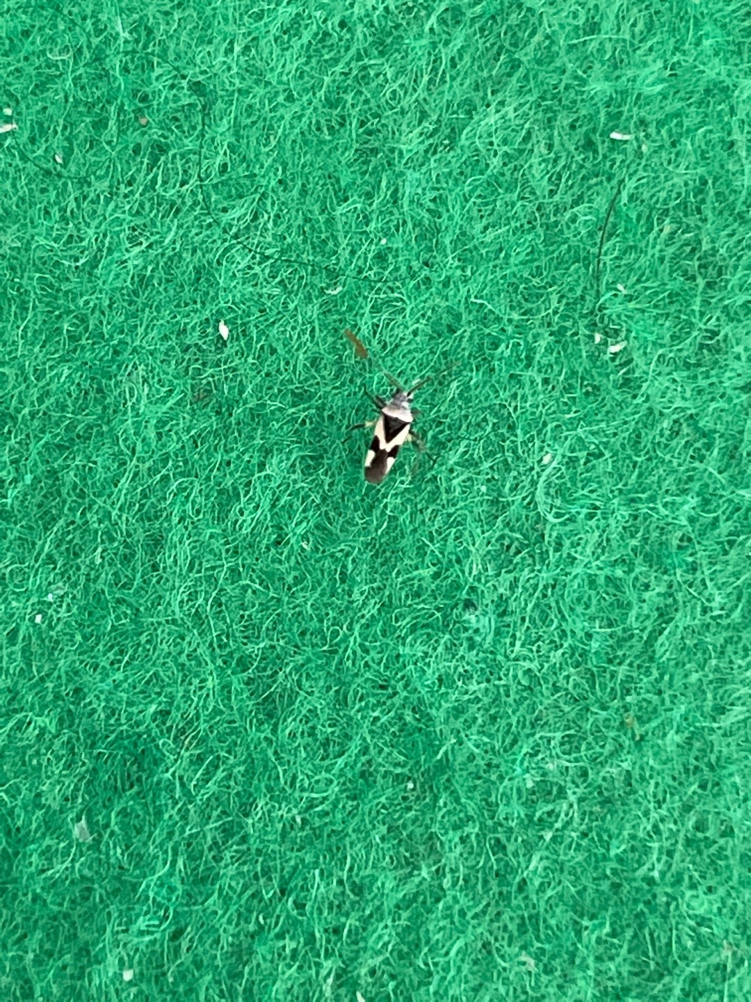 Cisthene (Cisthene) - Picture Insect