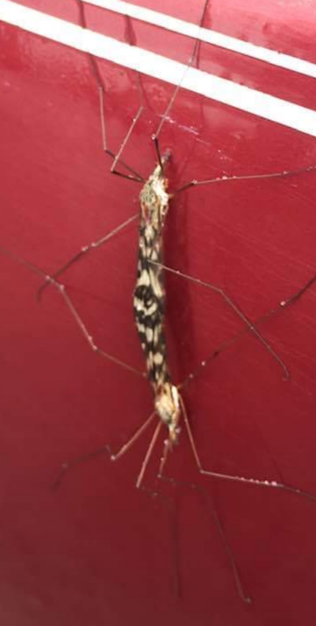 Tipula trivittata (Tipula trivittata) - Picture Insect