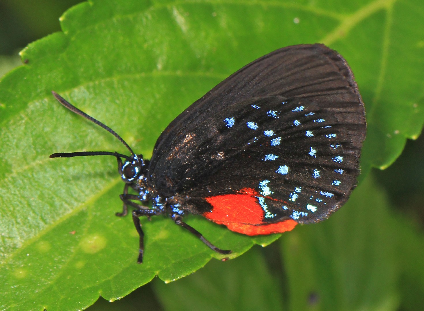 Eumaeus atala (Eumaeus atala) - Picture Insect