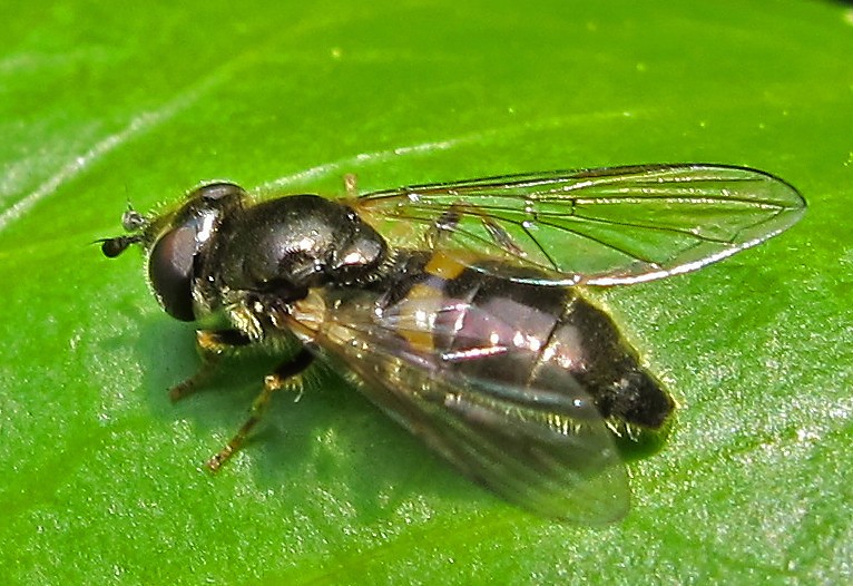 Pipiza noctiluca (Pipiza noctiluca) - Picture Insect