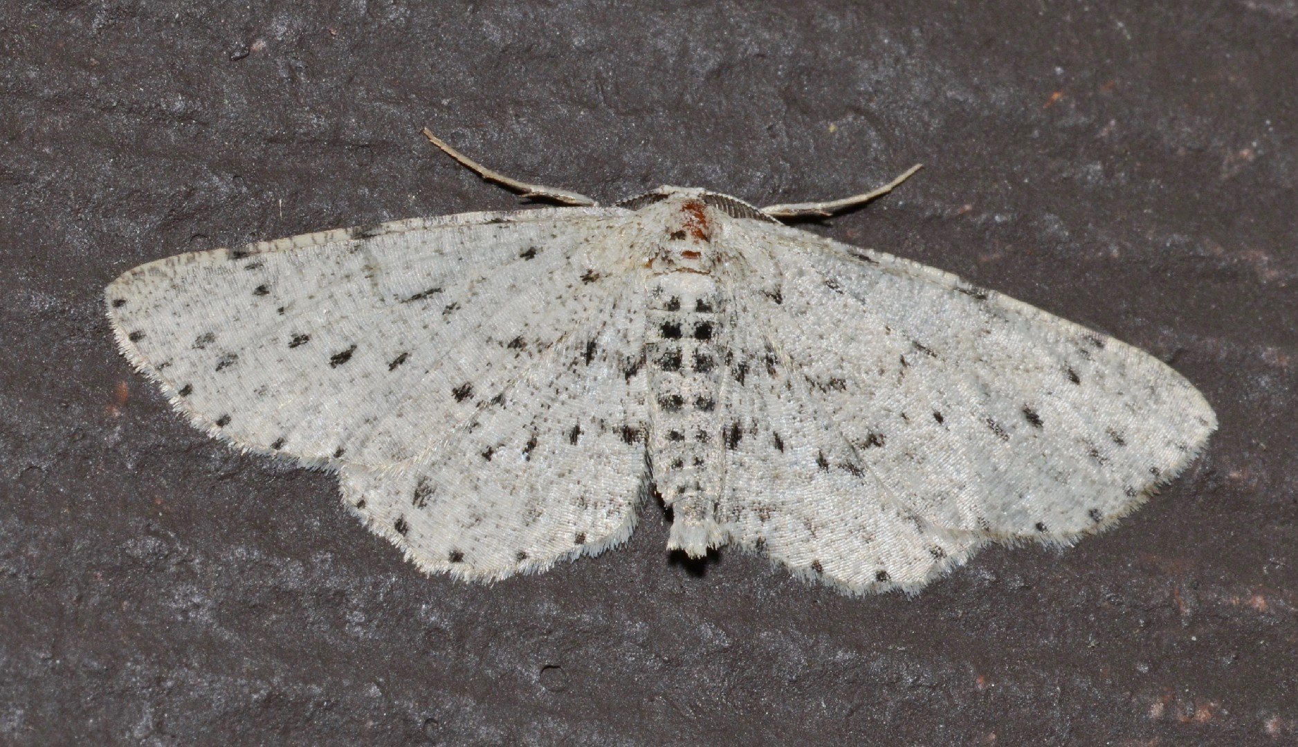 Picture Insect - (Glena) Glena