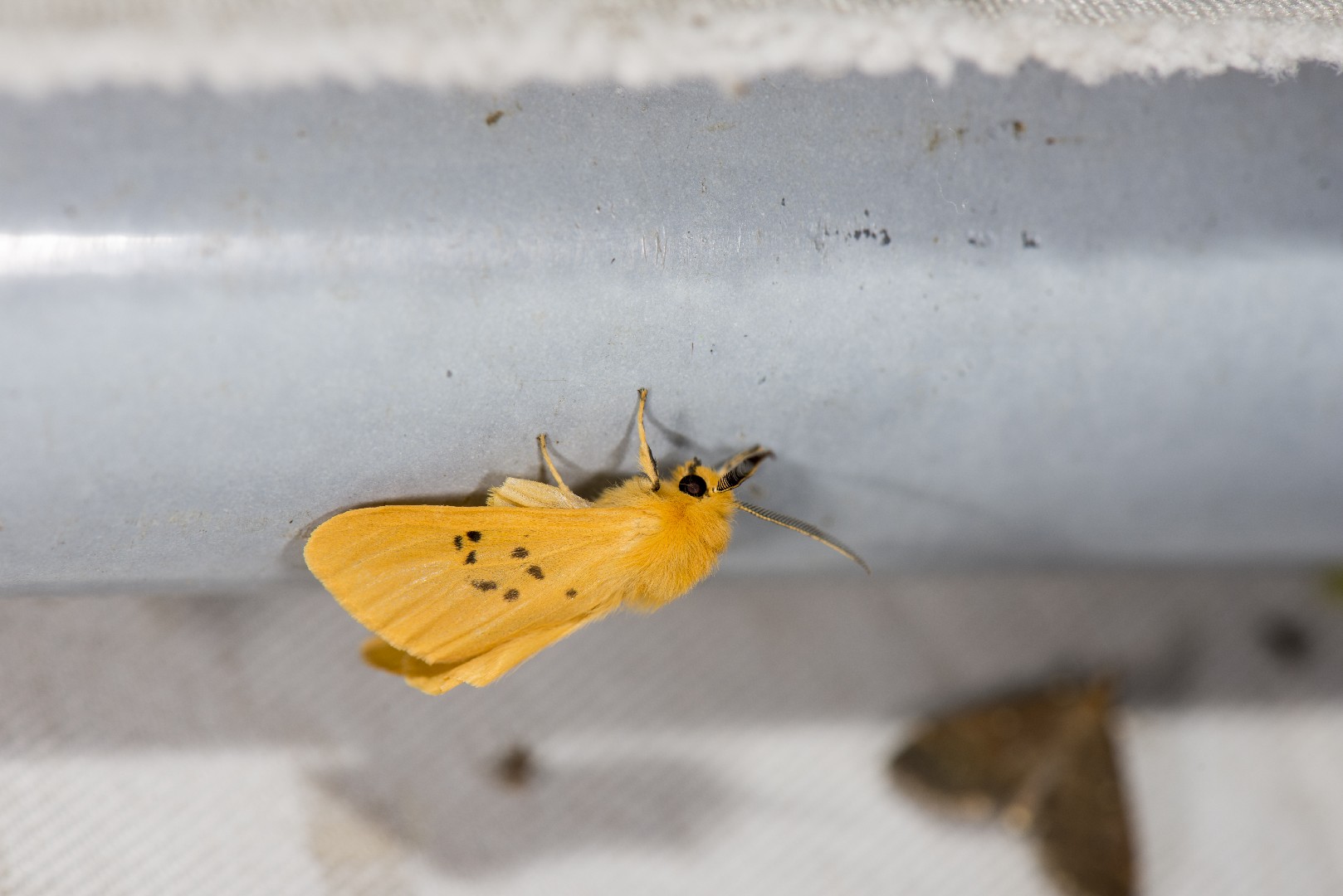 Lemyra moltrechti (Lemyra moltrechti) - Picture Insect
