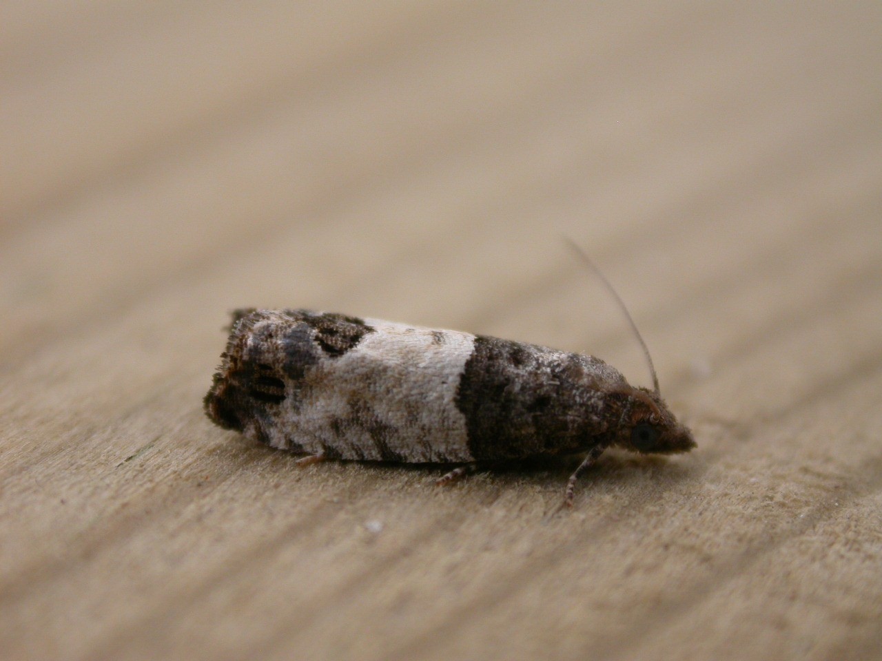 Spilonota (Spilonota) - Picture Insect