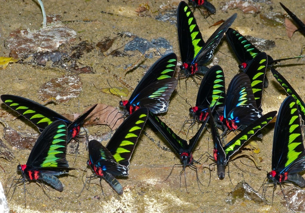 Trogonoptera (Trogonoptera) - Picture Insect