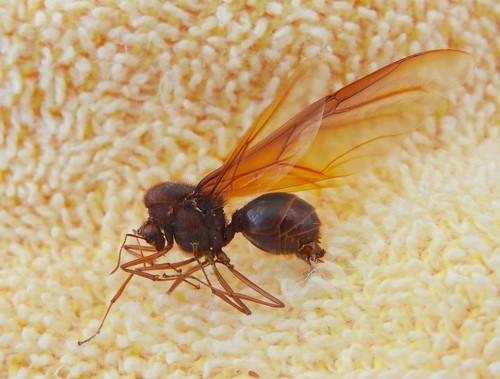 Atta mexicana (Atta mexicana) - Picture Insect