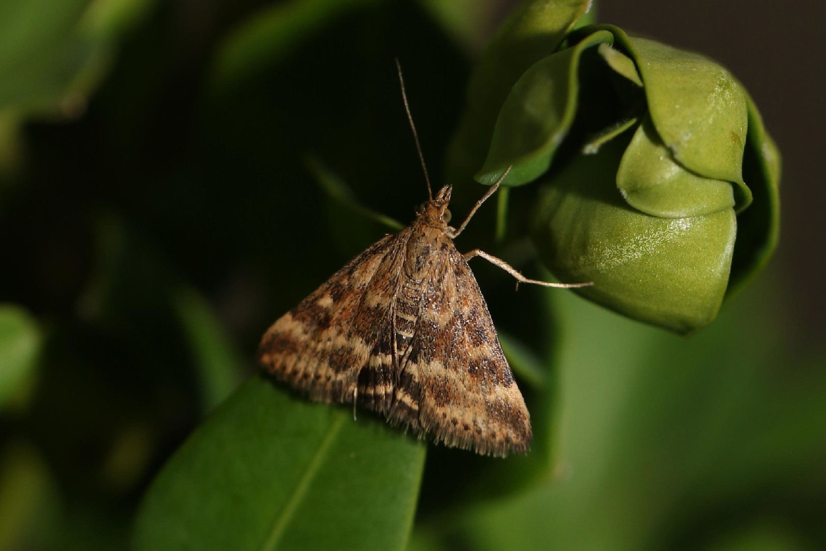 Pyrausta (Pyrausta) - Picture Insect