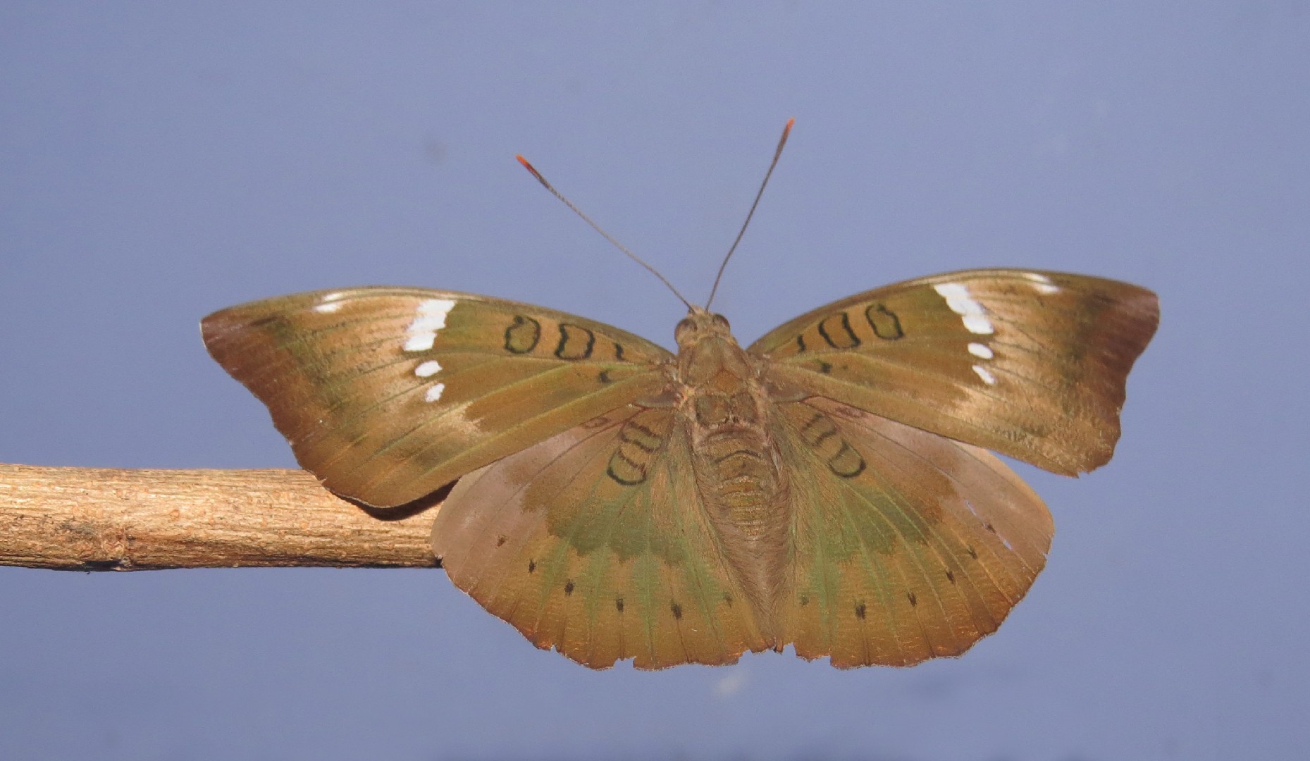 Euthalia (Euthalia) - Picture Insect