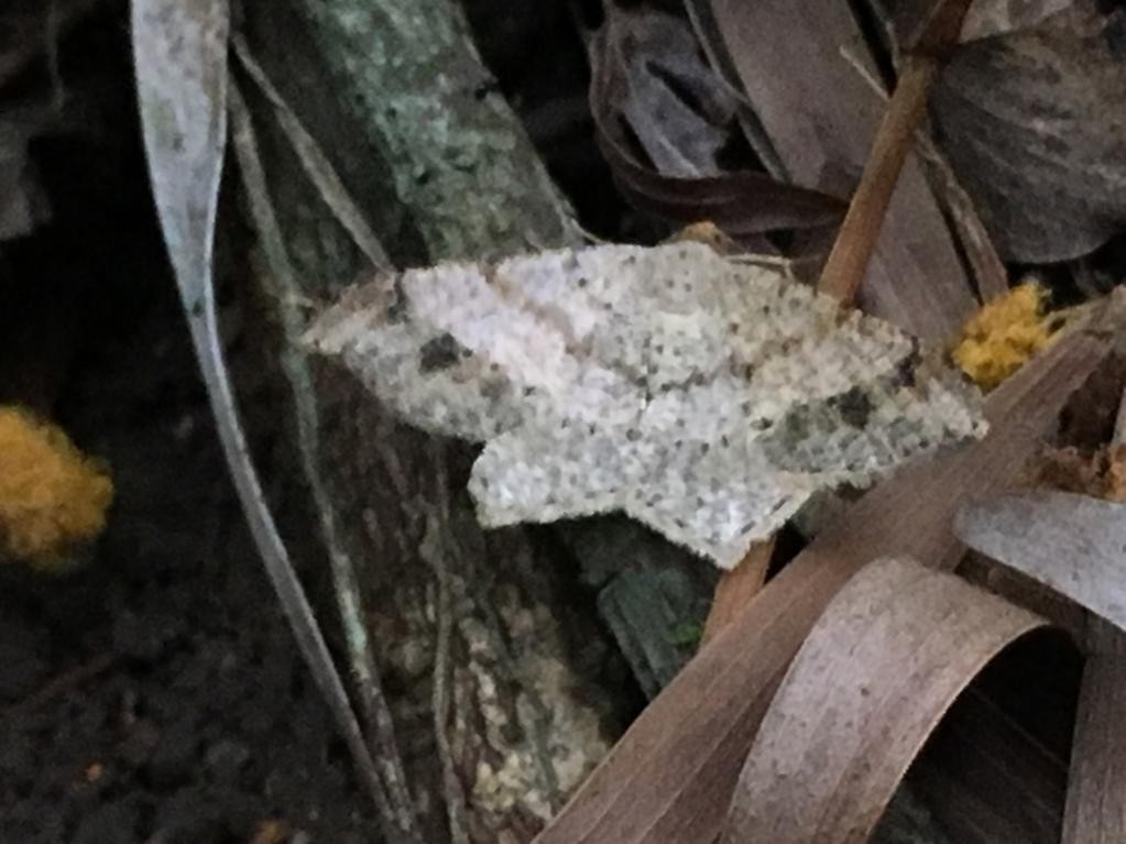 Psamatodes abydata (Psamatodes abydata) - Picture Insect