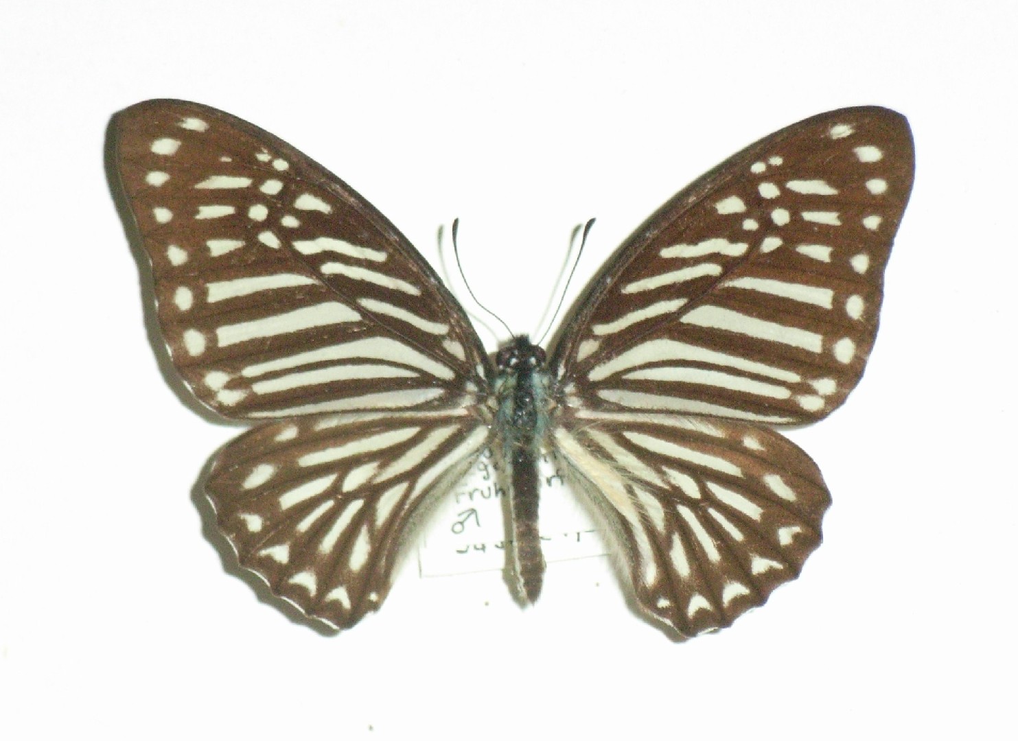 Graphium (Graphium) - Picture Insect