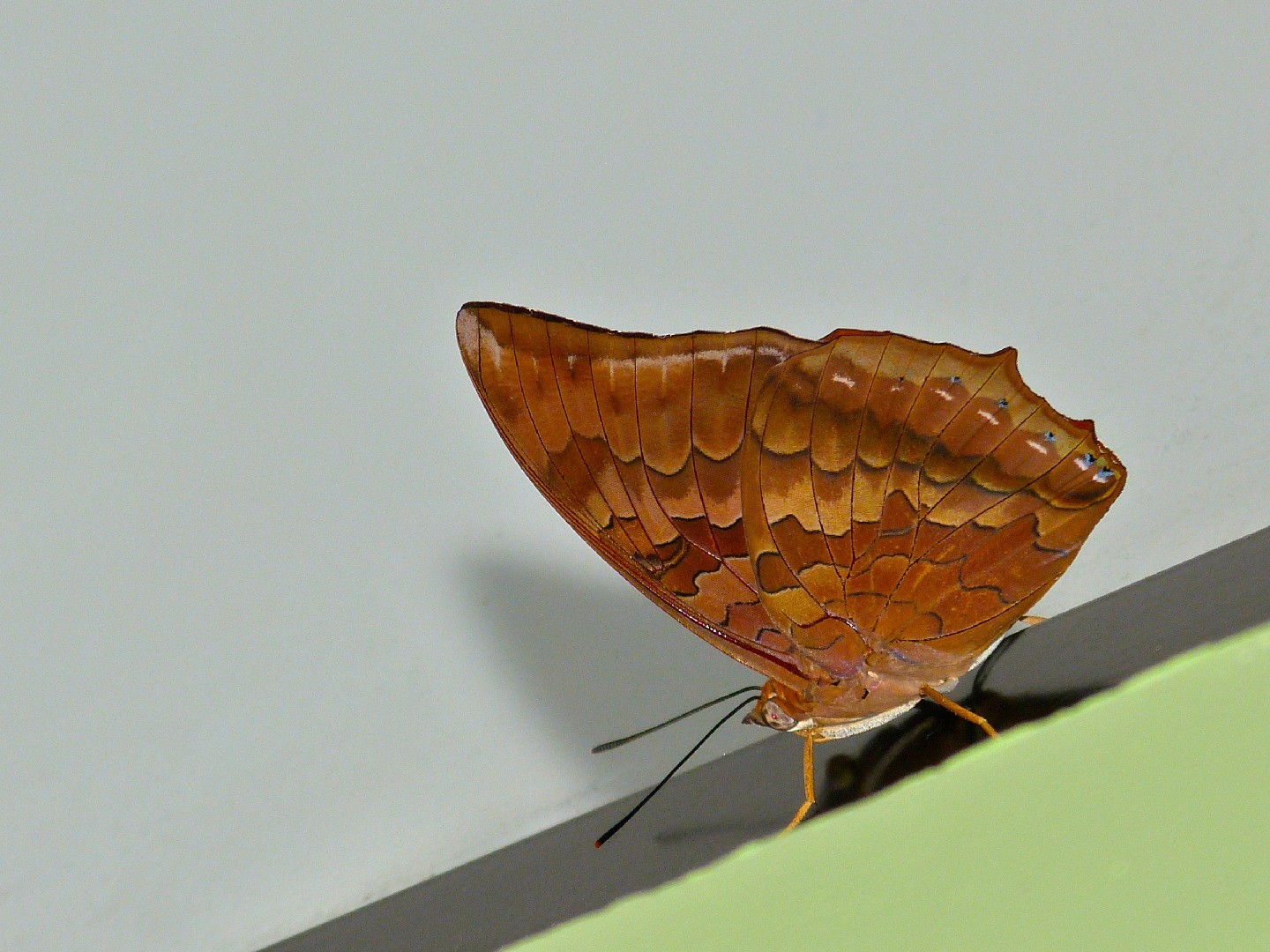 Charaxes bernardus (Charaxes bernardus) - Picture Insect