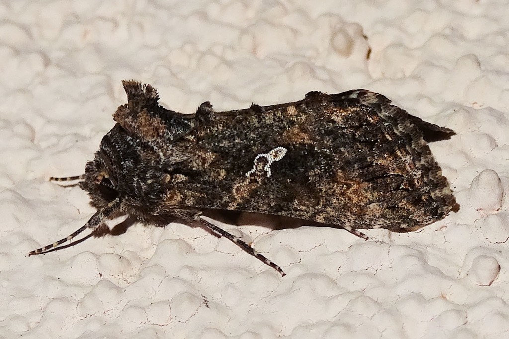 Autographa californica (Autographa californica) - Picture Insect