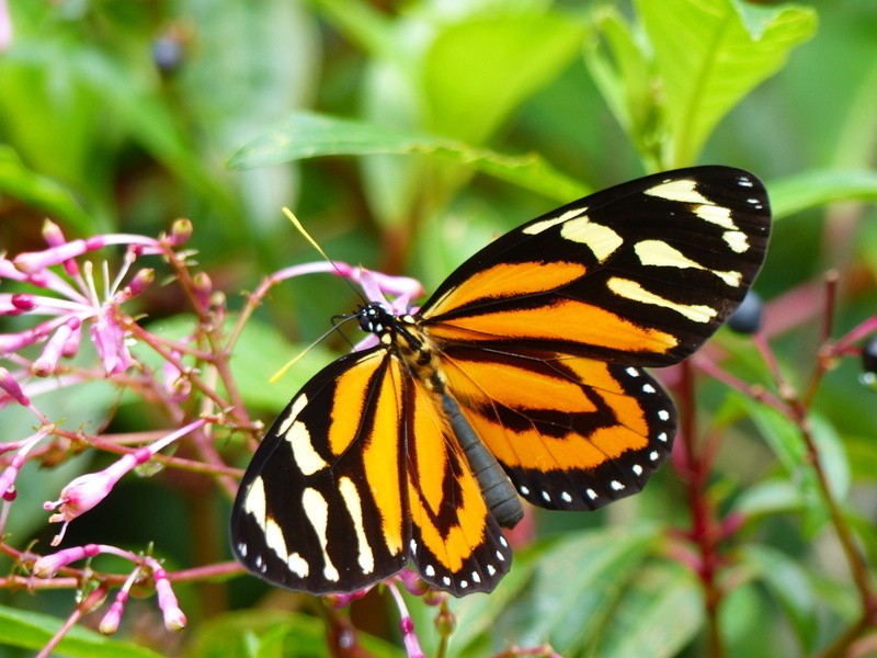 Lycorea (Lycorea) - Picture Insect