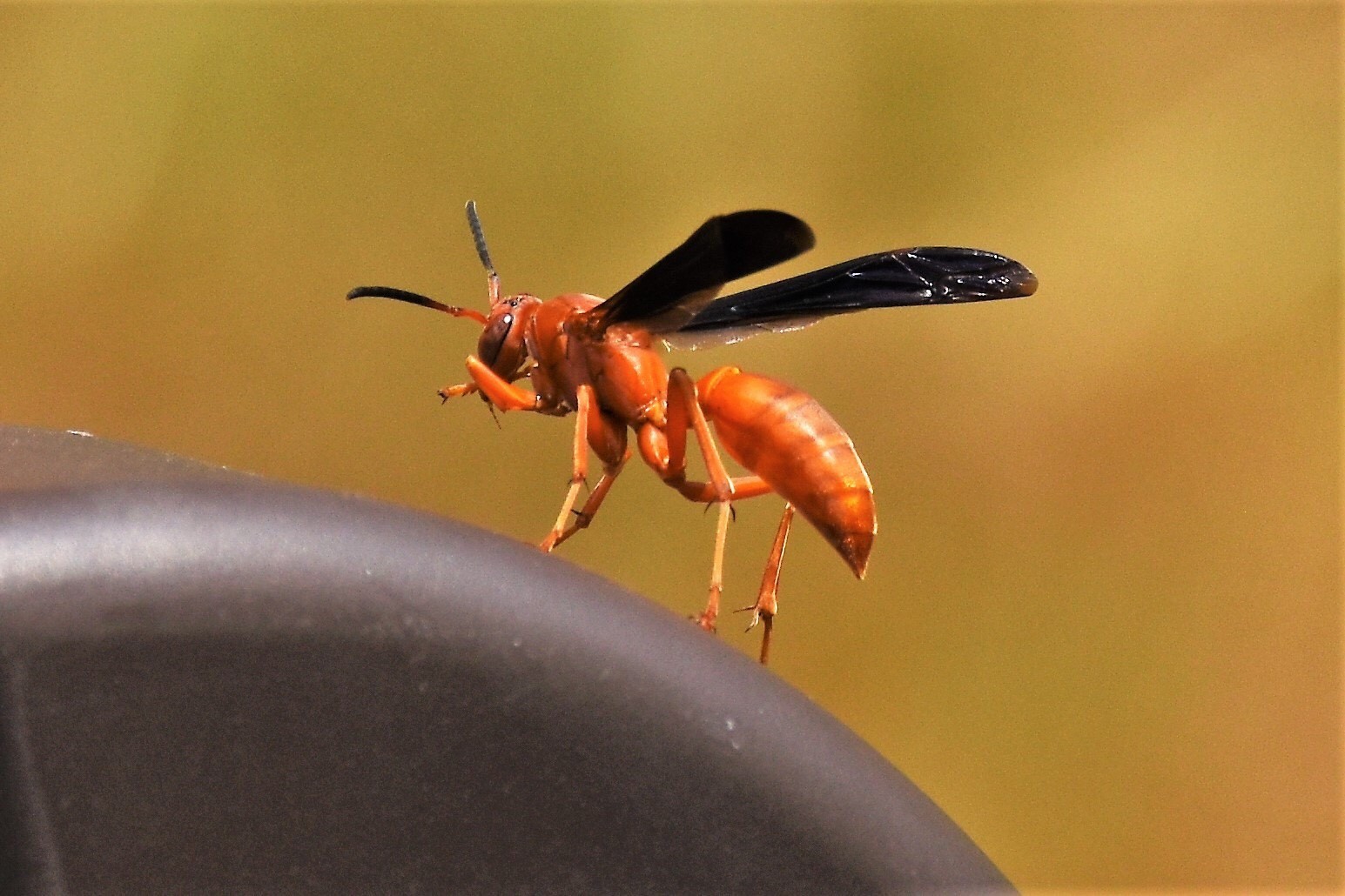 Avispas de papel del grupo dominula (Polistes) - Picture Insect