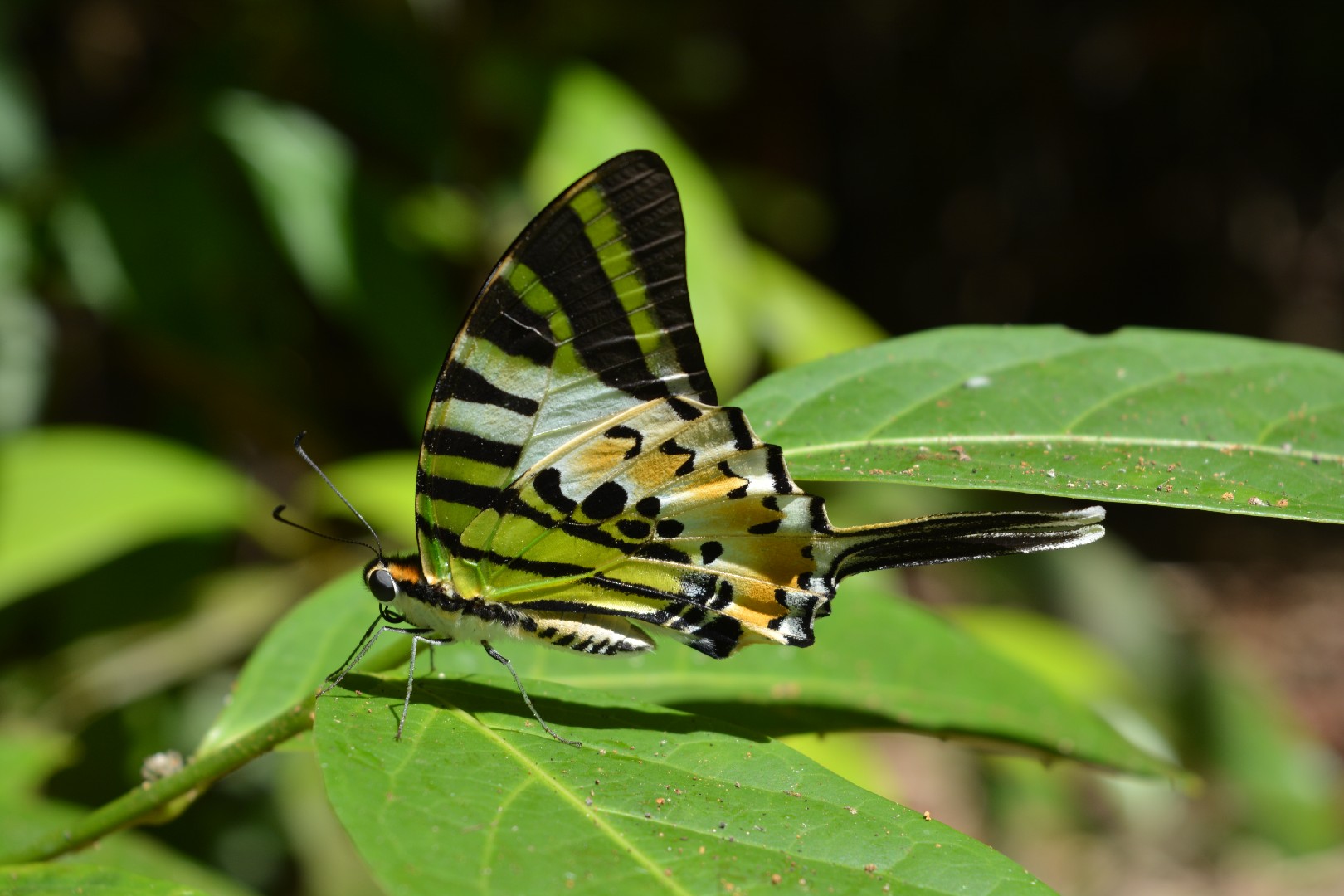 Graphium (Graphium) - Picture Insect