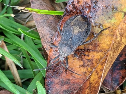 Spartocera (Spartocera) - Picture Insect