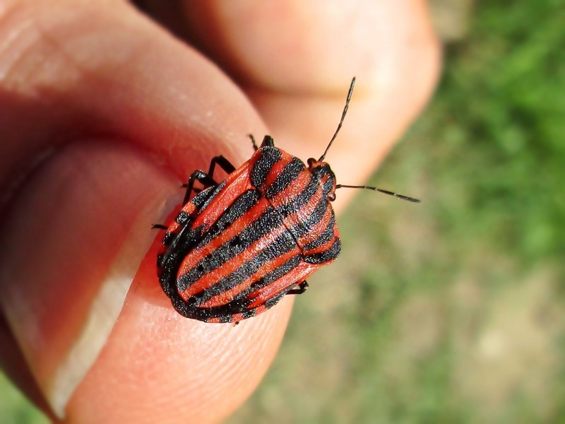 Streifenwanze (Graphosoma lineatum) - Picture Insect