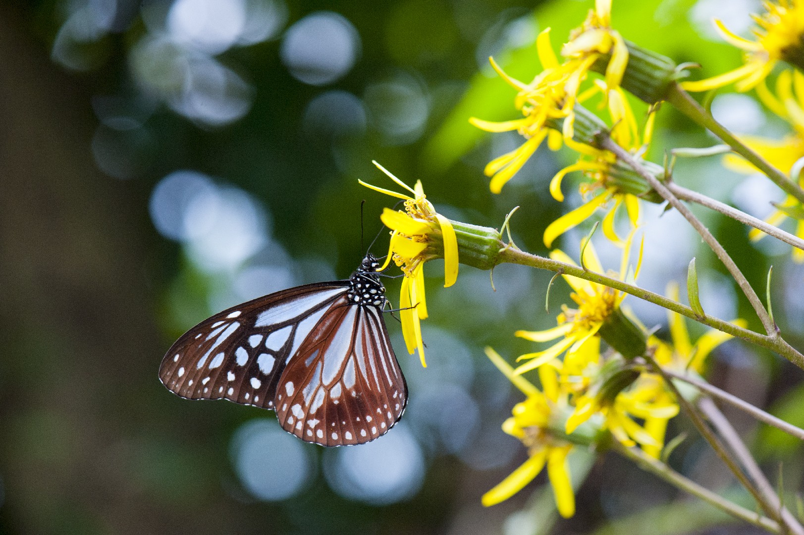 Parantica (Parantica) - Picture Insect