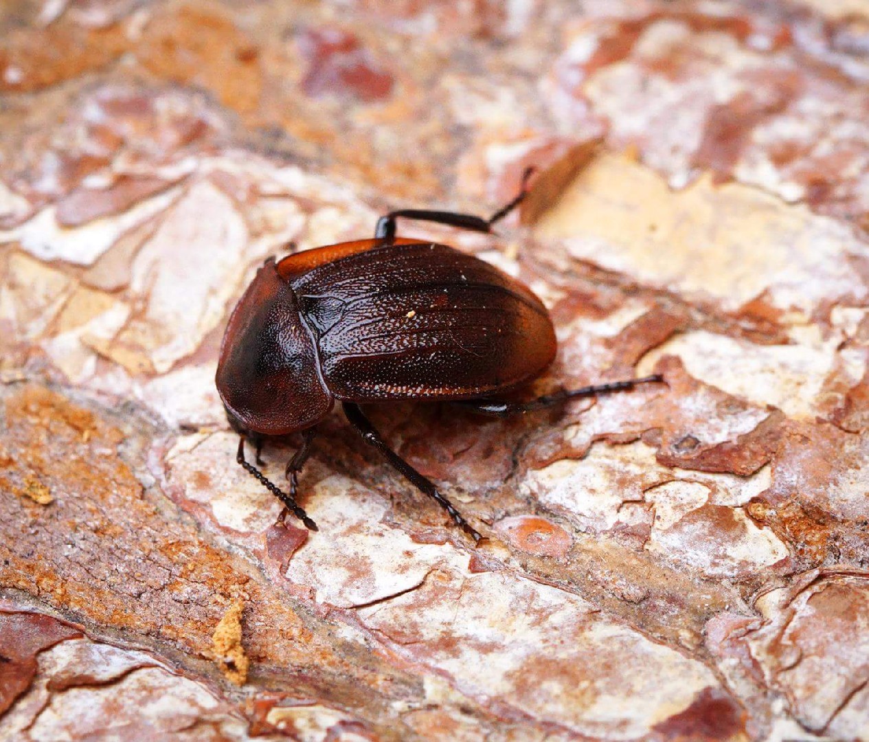 Silpha atrata (Silpha atrata) - Picture Insect