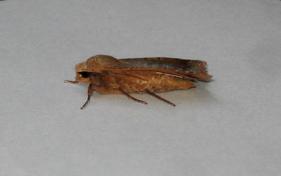 Sericaglaea signata (Sericaglaea signata) - Picture Insect
